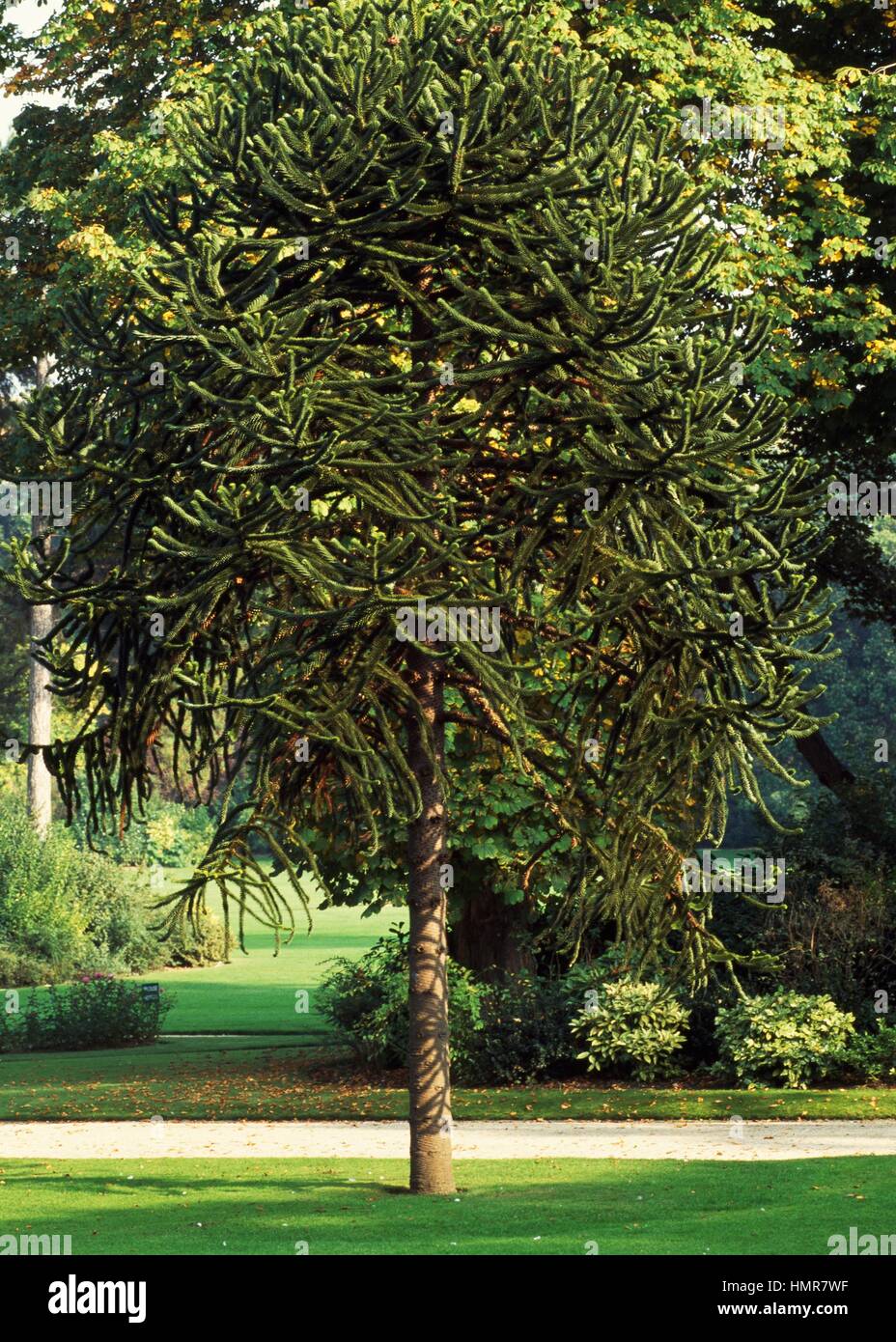 Monkey Puzzle Tree (Araucaria araucana) Araucariaceae Stock Photo - Alamy