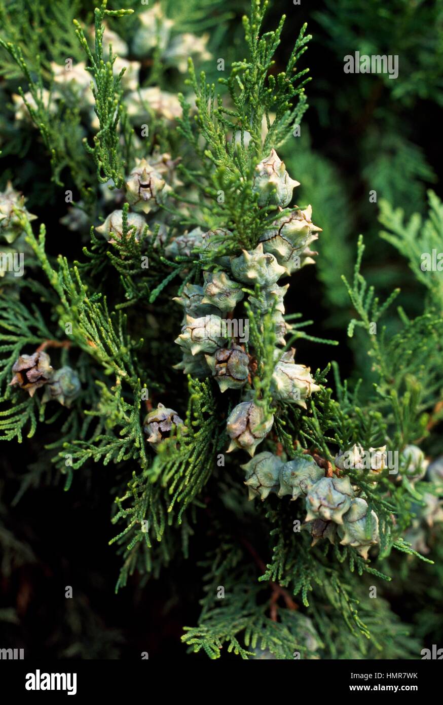 Chinese Arborvitae leaves and cones (Platycladus orientalis ...