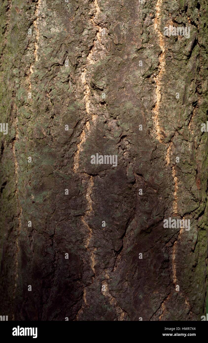 Ginkgo ginkgo biloba bark hi-res stock photography and images - Alamy