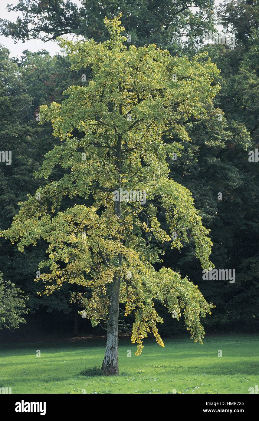 Botany - Ginkgoaceae. Maidenhair tree (Ginkgo biloba Stock Photo - Alamy