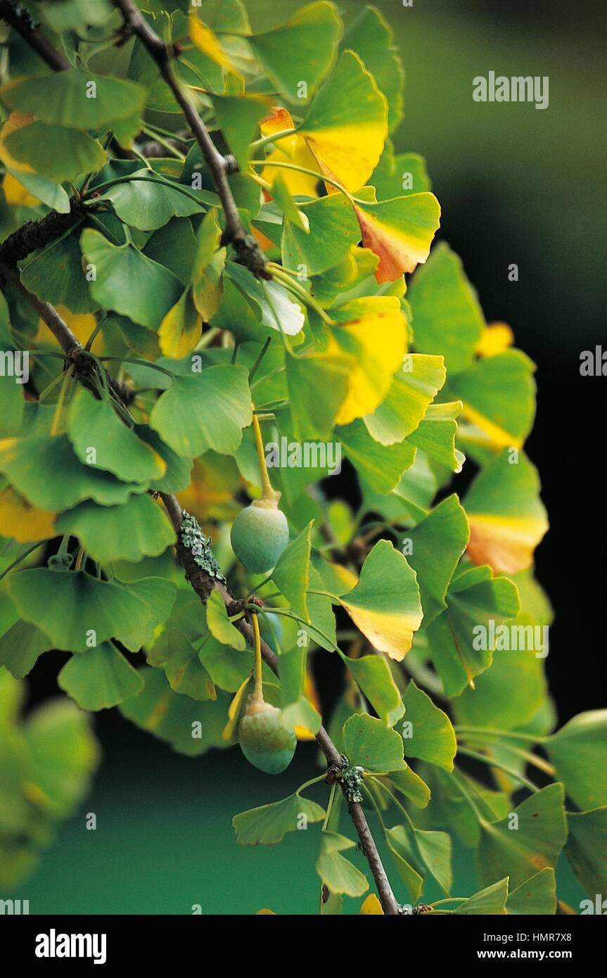 Ginkgo branches (Ginkgo biloba), Ginkgoaceae Stock Photo - Alamy