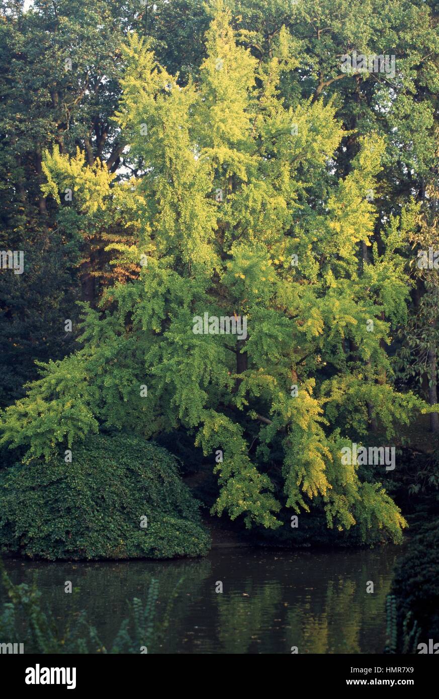 Ginkgo or Maidenhair Tree (Ginkgo biloba), Ginkgoaceae Stock Photo - Alamy