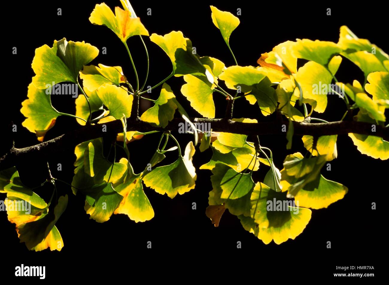 Ginkgo or Maidenhair Tree leaves (Ginkgo biloba), Ginkgoaceae Stock ...
