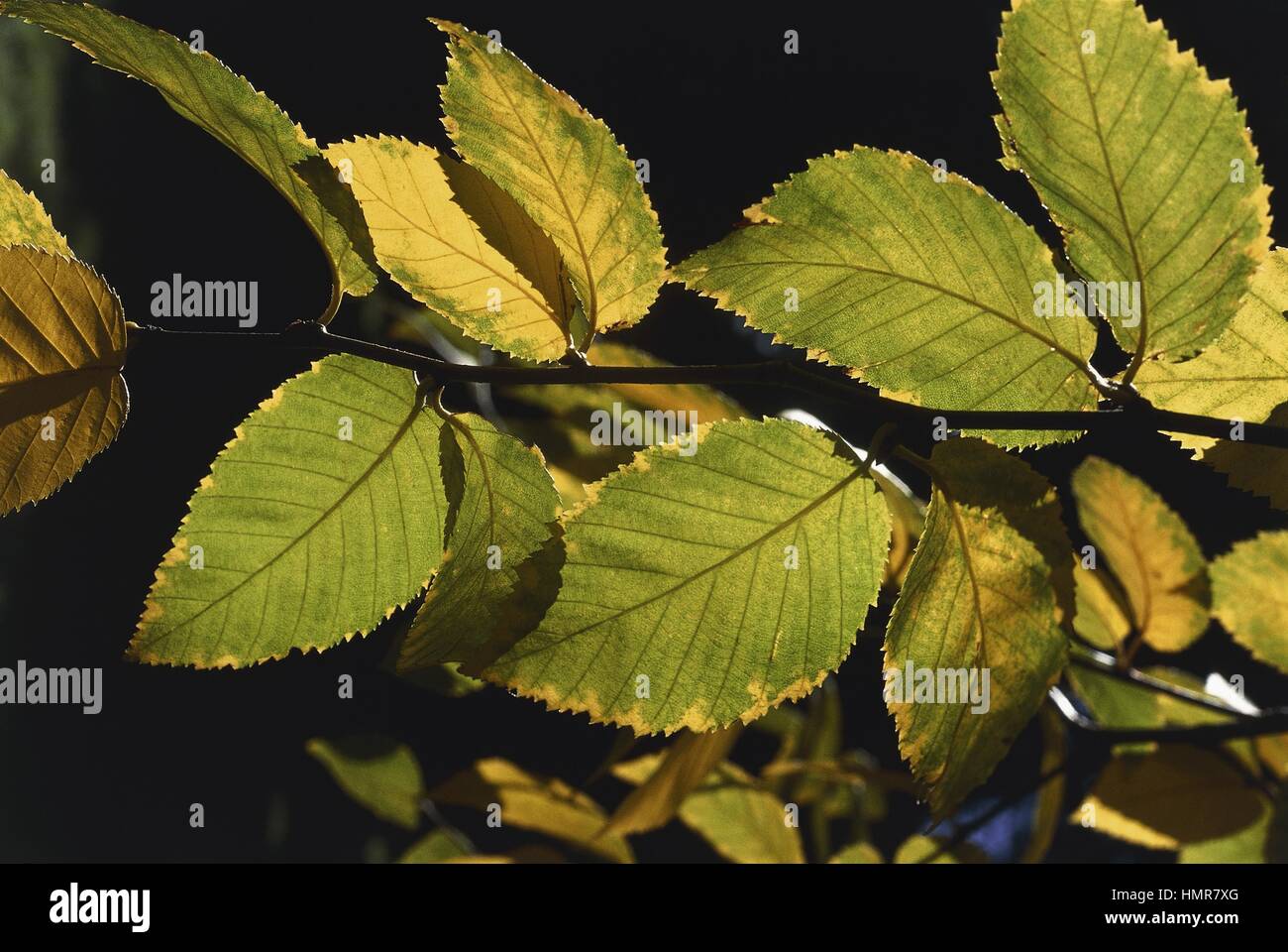 Botany - Tree - Betulaceae. Yellow birch (Betula lutea alleghaniensis ...