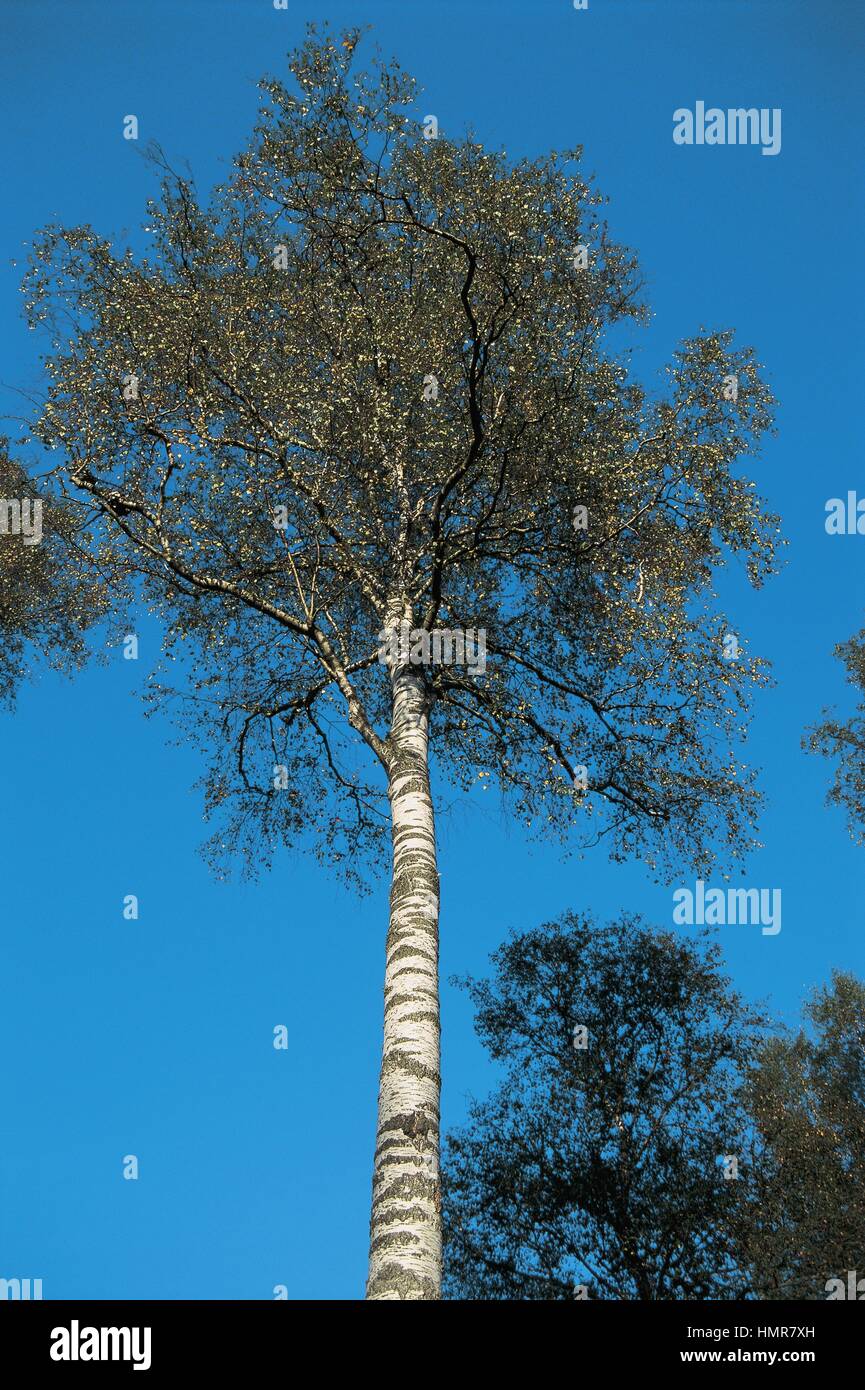 Botany - Trees - Betulaceae. European white birch (Betula pendula Stock ...