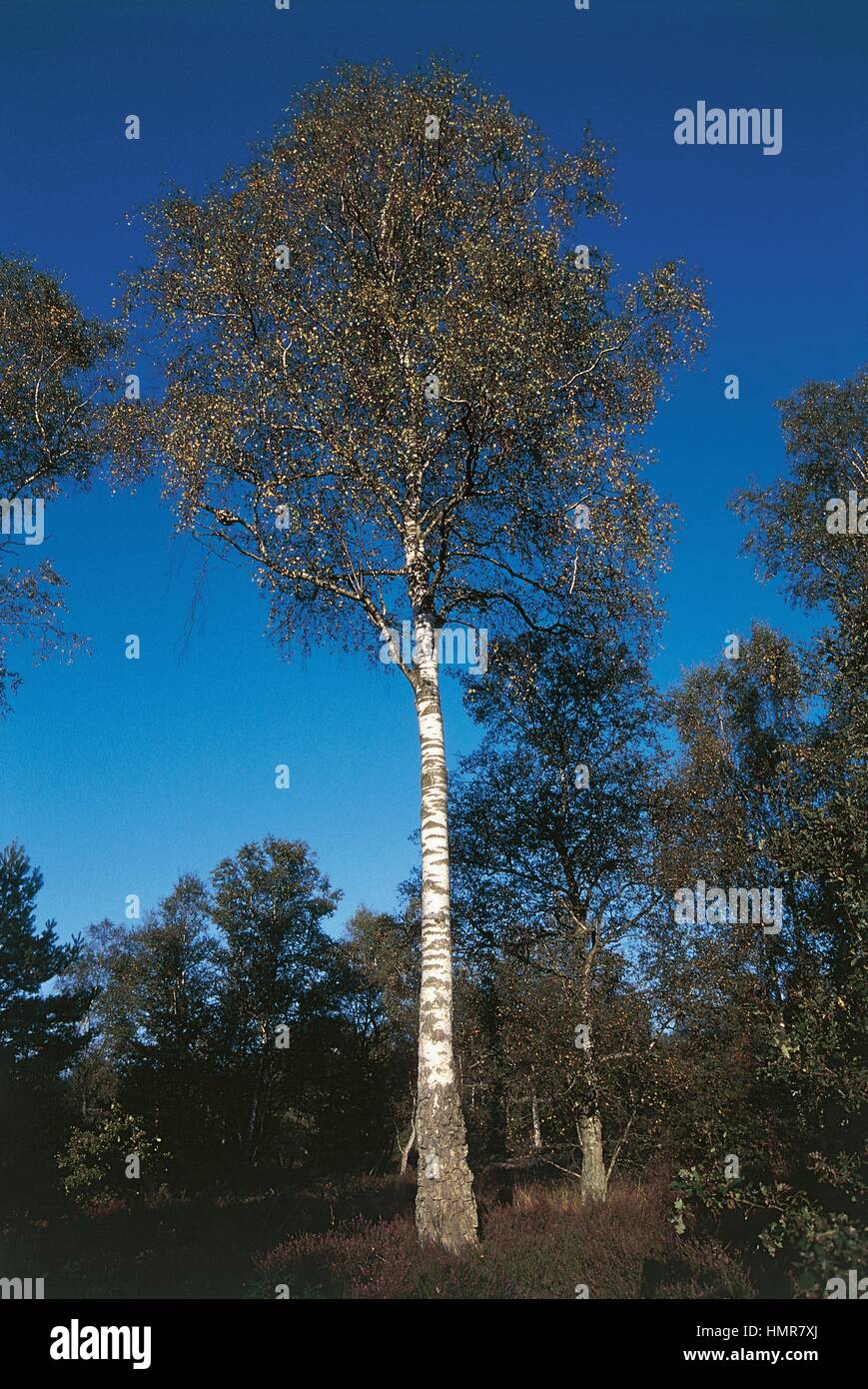 Botany - Trees - Betulaceae. European white birch (Betula pendula Stock ...