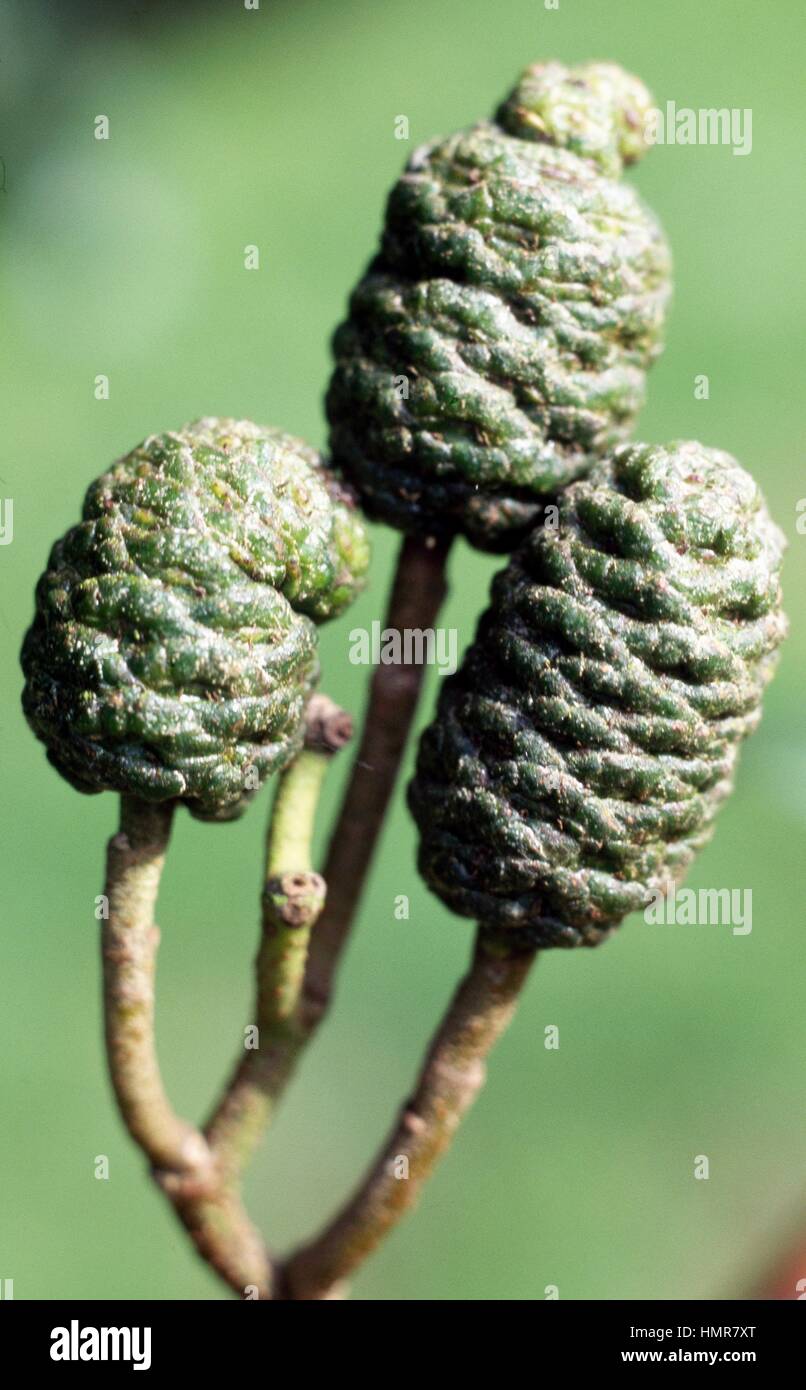 Neapolitan Alder fruit (Alnus cordata), Betulaceae Stock Photo - Alamy