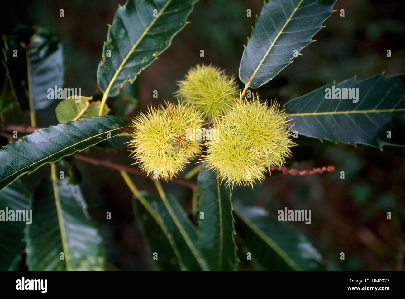 Curly Chestnut (Castanea sativa), Fagaceae Stock Photo - Alamy