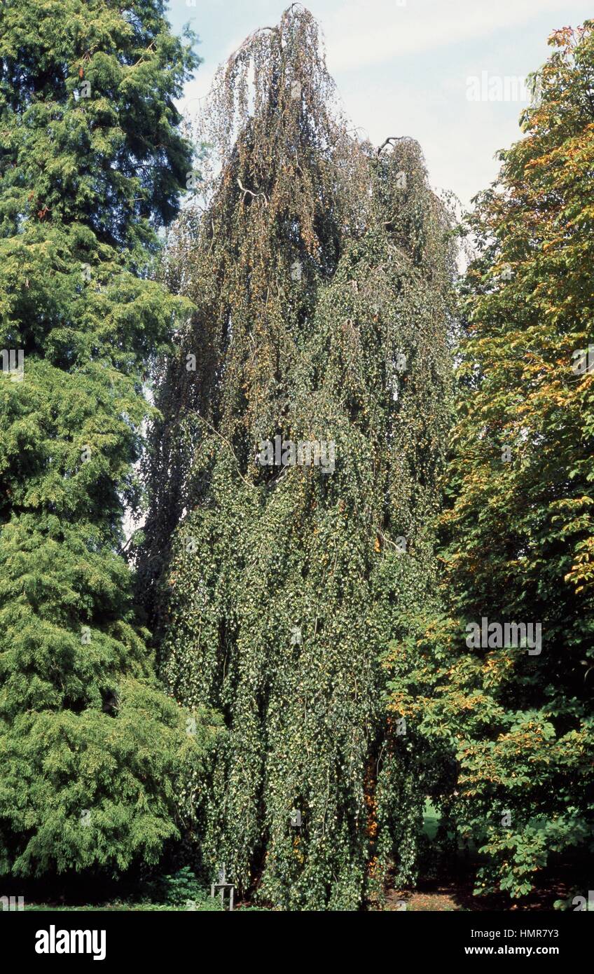 Weeping Beech (Fagus sylvatica aurea pendula), Fagaceae Stock Photo - Alamy
