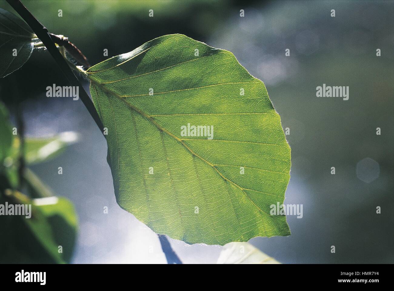 Botany - Fagaceae. European beech (Fagus sylvatica 'aurea pendula ...