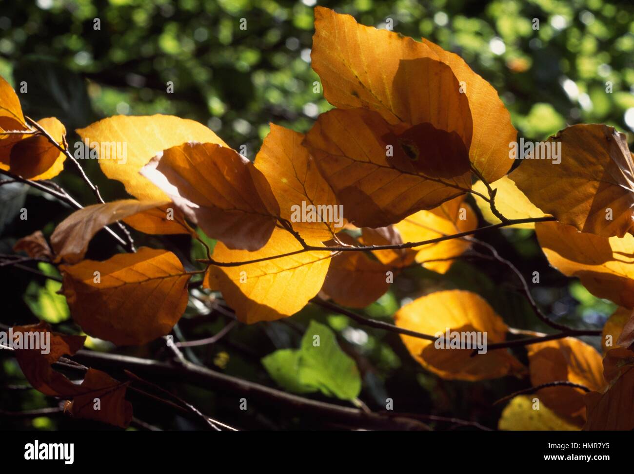 Weeping Beech leaves (Fagus sylvatica aurea pendula), Fagaceae Stock ...