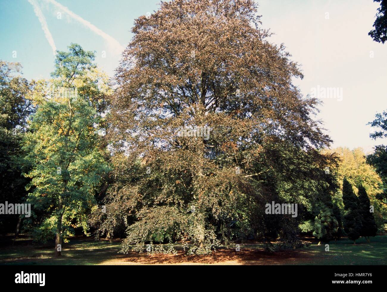 Fagus sylvatica purpurea full hi-res stock photography and images - Alamy