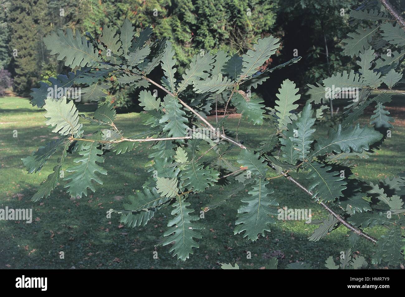 Italian oak quercus frainetto hi-res stock photography and images - Alamy