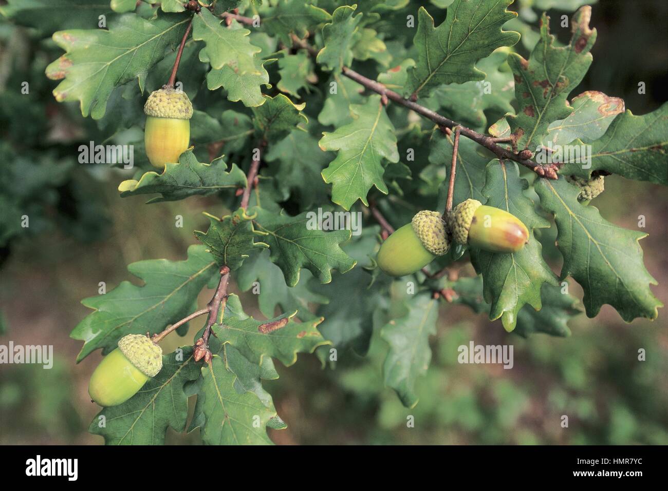 Botany - Trees - Fagaceae. Common oak (Quercus robur). Acorns Stock ...