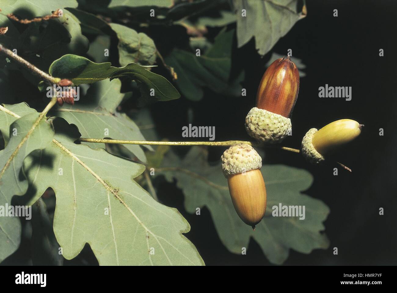 Botany - Trees - Fagaceae. English oak (Quercus robur). Acorns Stock ...