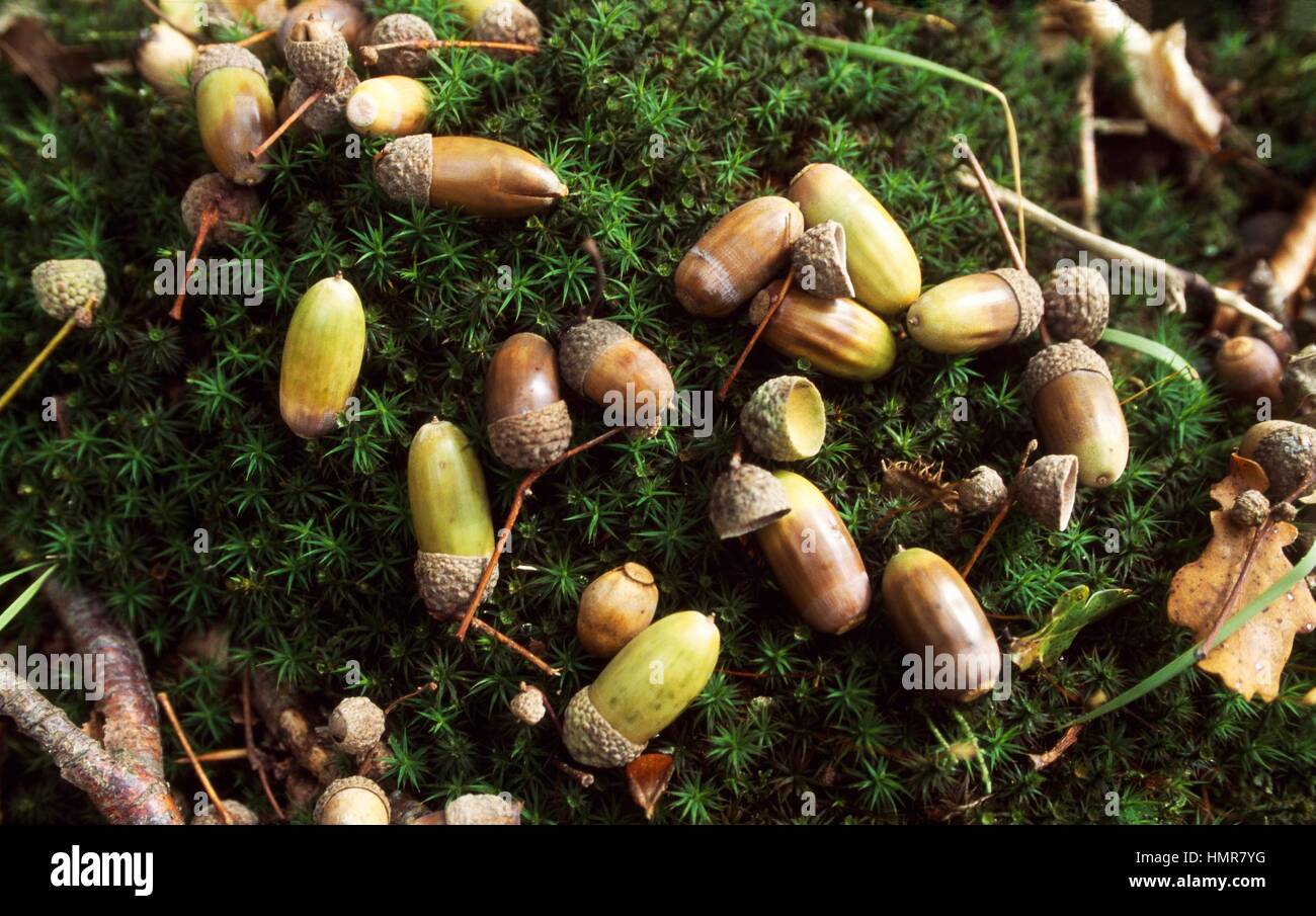 Sessile Oak acorns (Quercus petraea), Fagaceae Stock Photo - Alamy