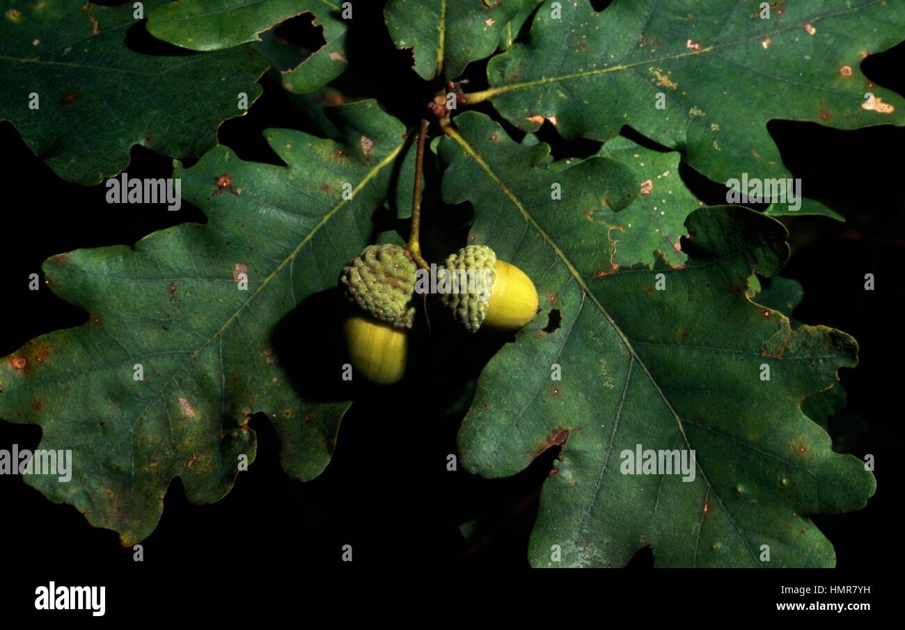 Oak leaves and acorns hi-res stock photography and images - Alamy