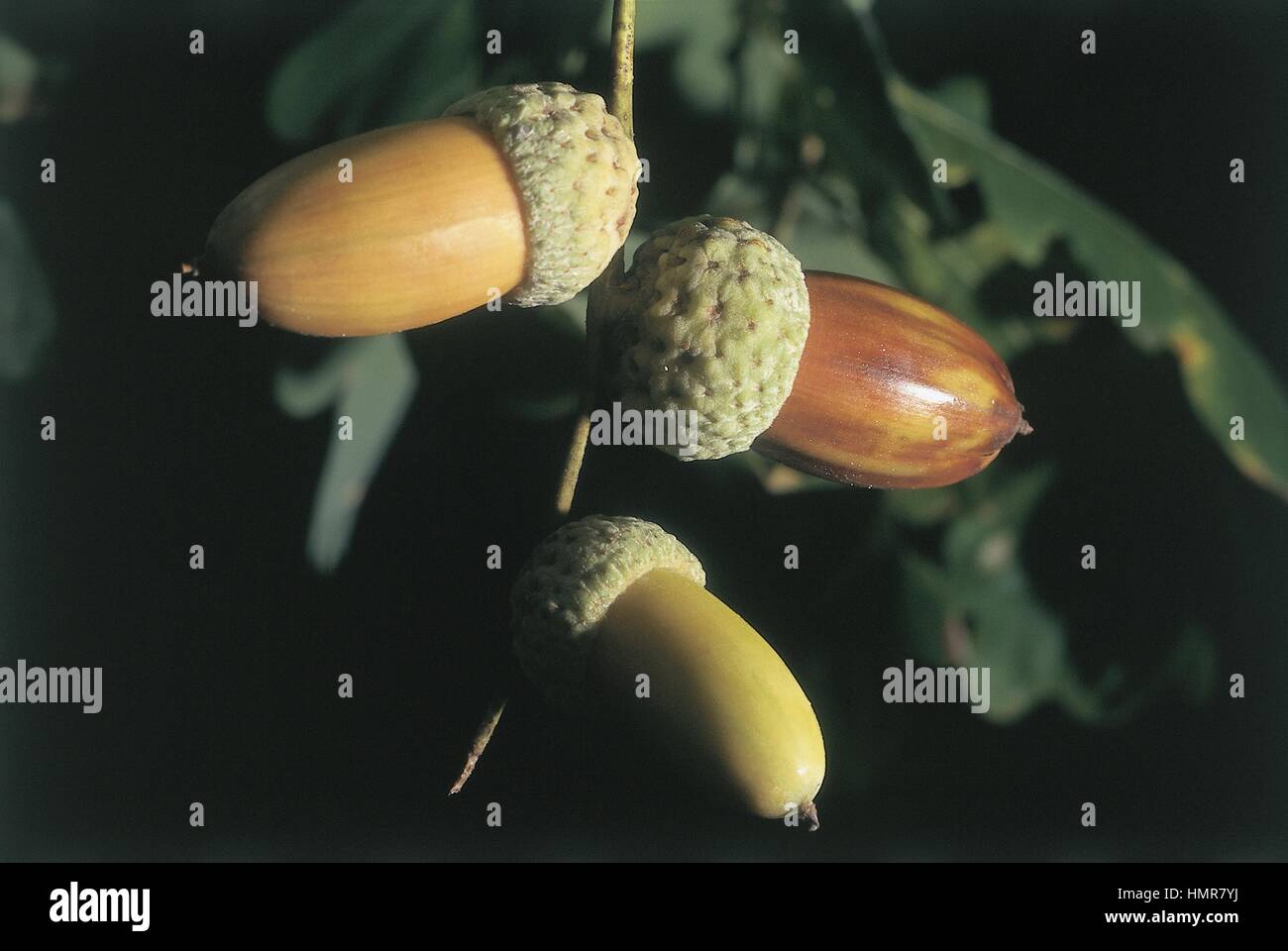 Botany - Fagaceae. Common oak (Quercus robur). Acorns Stock Photo - Alamy
