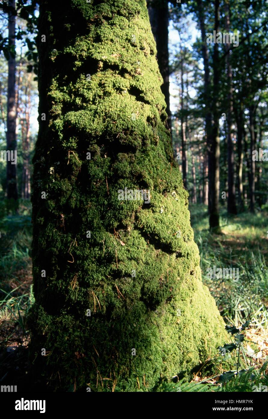 Sessile Oak, Cornish Oak or Durmast Oak trunk (Quercus petraea ...