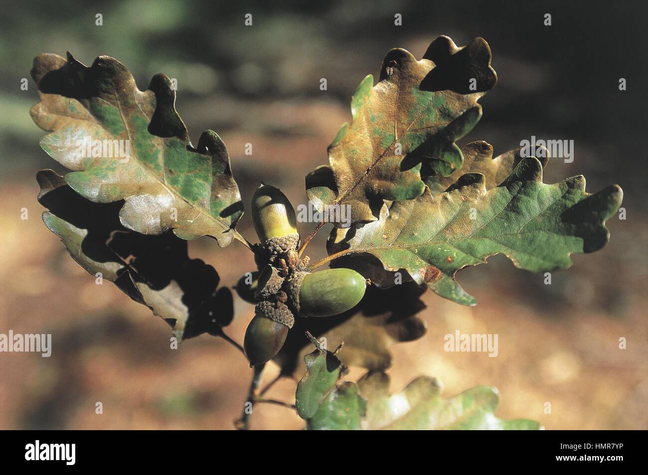 Botany - Trees - Fagaceae. Durmast oak (Quercus petraea). Acorns Stock ...