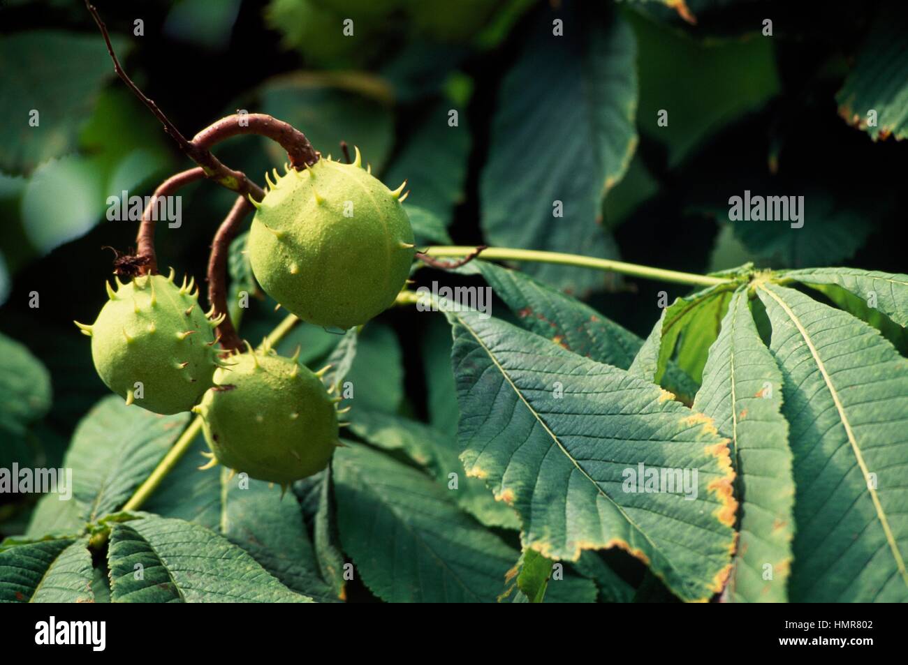 Horse-Chestnut or Indian Chestnut specimens (Aesculus hippocastanum ...