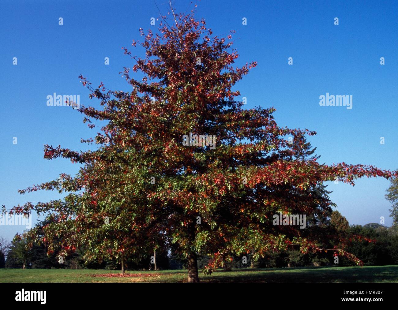 Swamp Spanish Oak (Quercus palustris), Fagaceae Stock Photo - Alamy