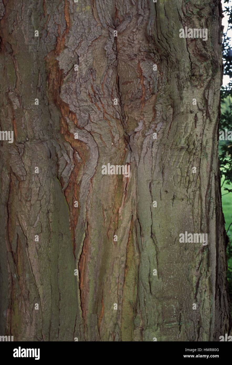 Silver maple bark acer saccharinum hi-res stock photography and images ...