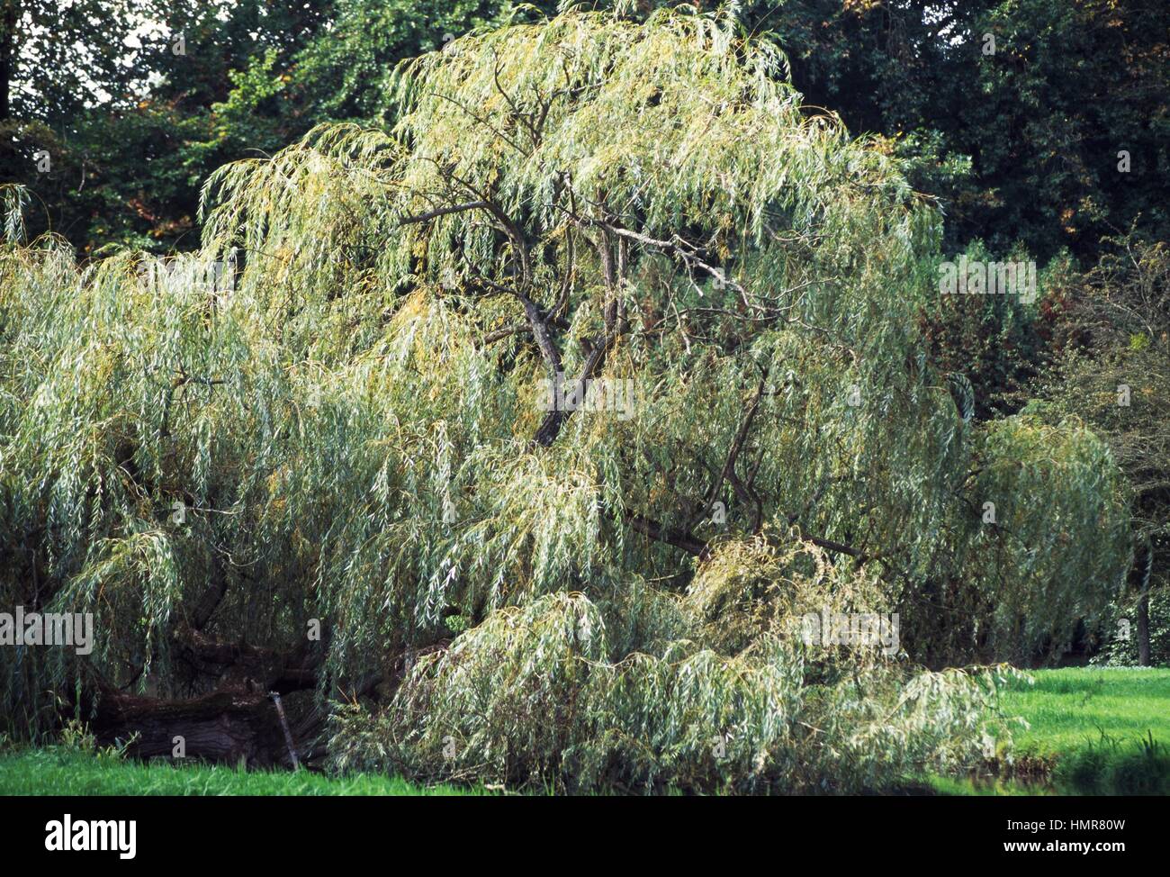 Peking willow hi-res stock photography and images - Alamy
