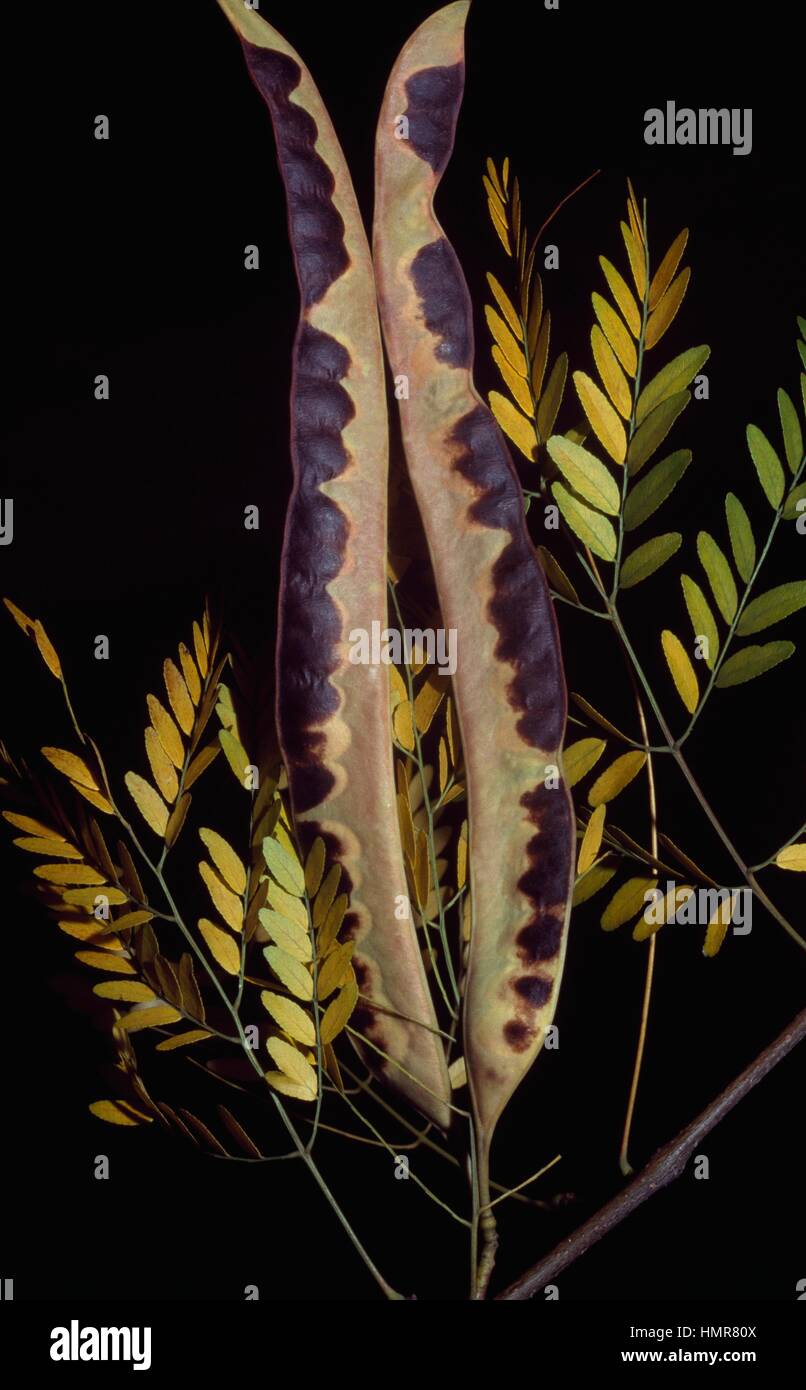 Japanese Honey Locust leaves and pods (Gleditsia japonica), Fabaceae ...