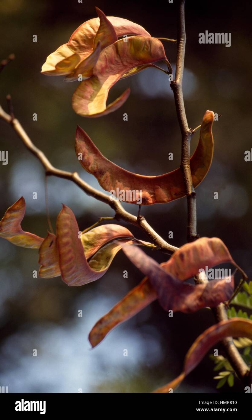 Caspian locust pods gleditsia caspica hi-res stock photography and ...