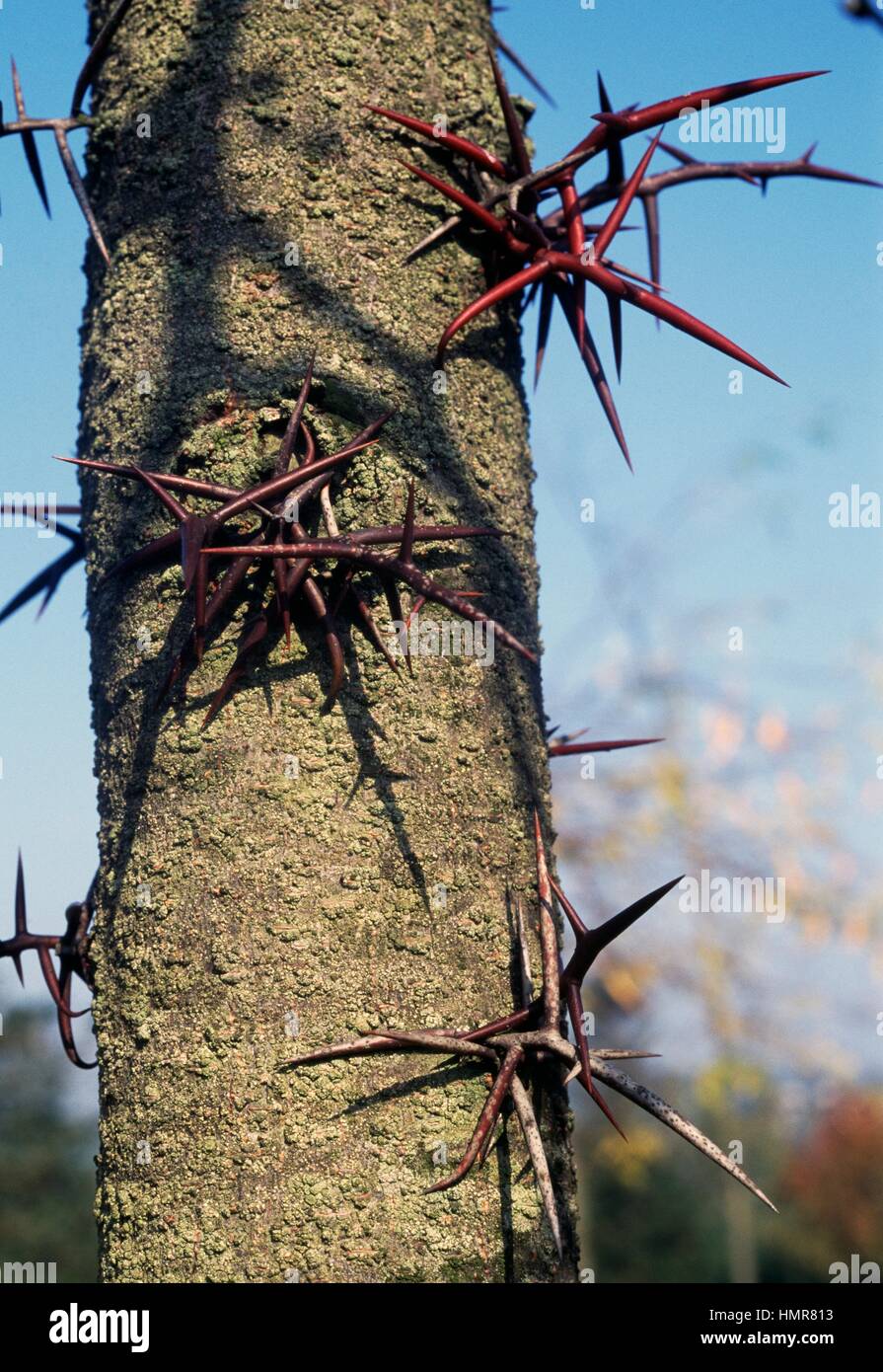 Thorns on the Caspian Locust trunk (Gleditsia caspica), Fabaceae Stock ...