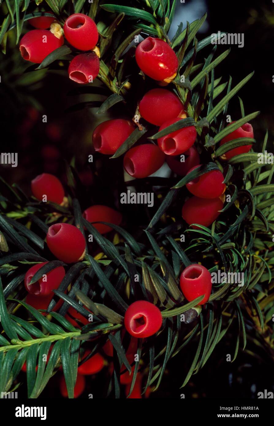 Taxus baccata plant red hi-res stock photography and images - Alamy