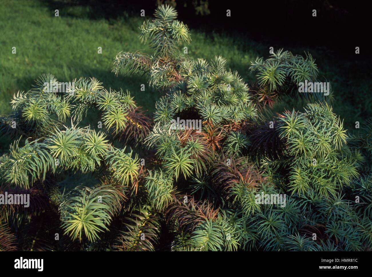 China Spruce (Cunninghamia lanceolata), Cupressaceae. Detail Stock ...