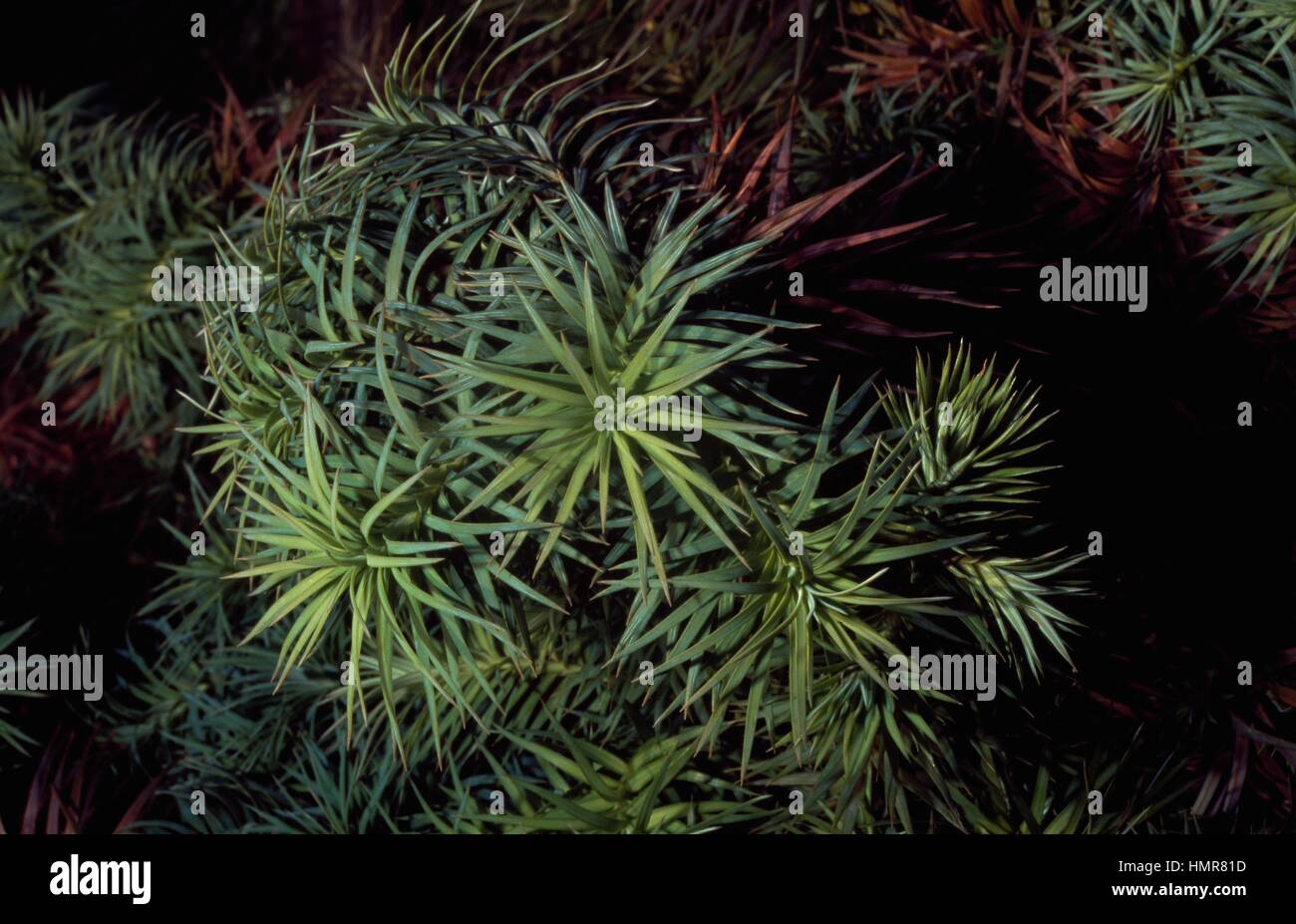 China Spruce (Cunninghamia lanceolata), Cupressaceae. Detail Stock ...