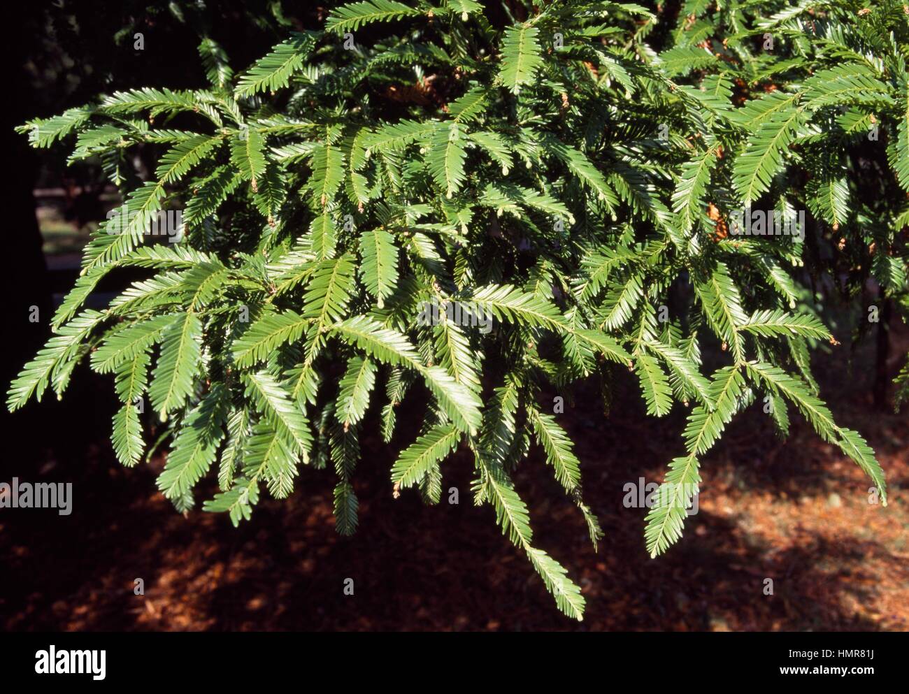 California redwood leaves (Sequoia sempervirens), Cupressaceae Stock ...