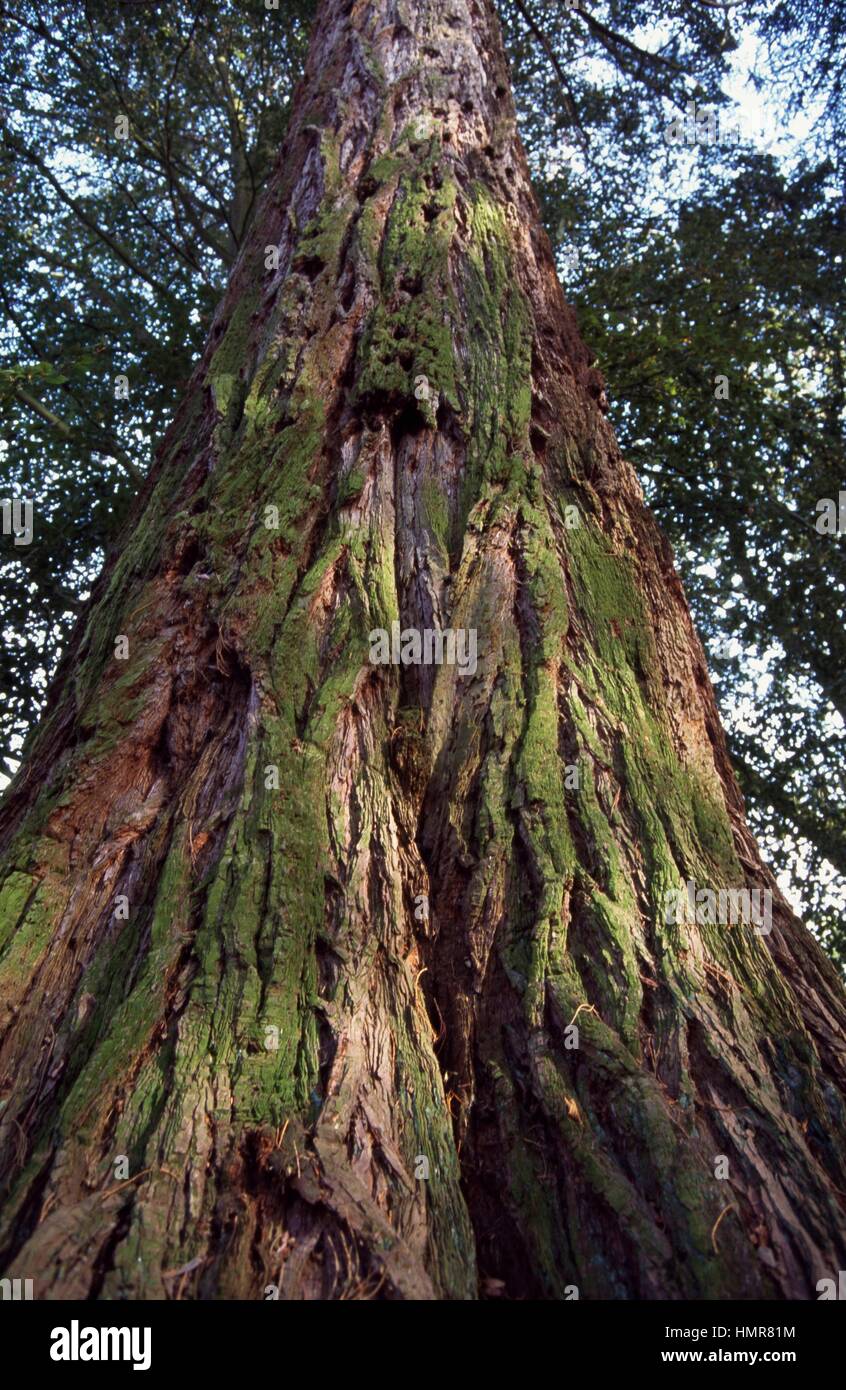 Giant Redwood trunk (Sequoiadendron giganteum), Cupressaceae Stock ...