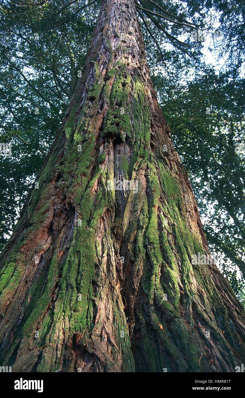 Giant Sequoia, Giant Redwood, Sierra Redwood or Wellingtonia trunk ...