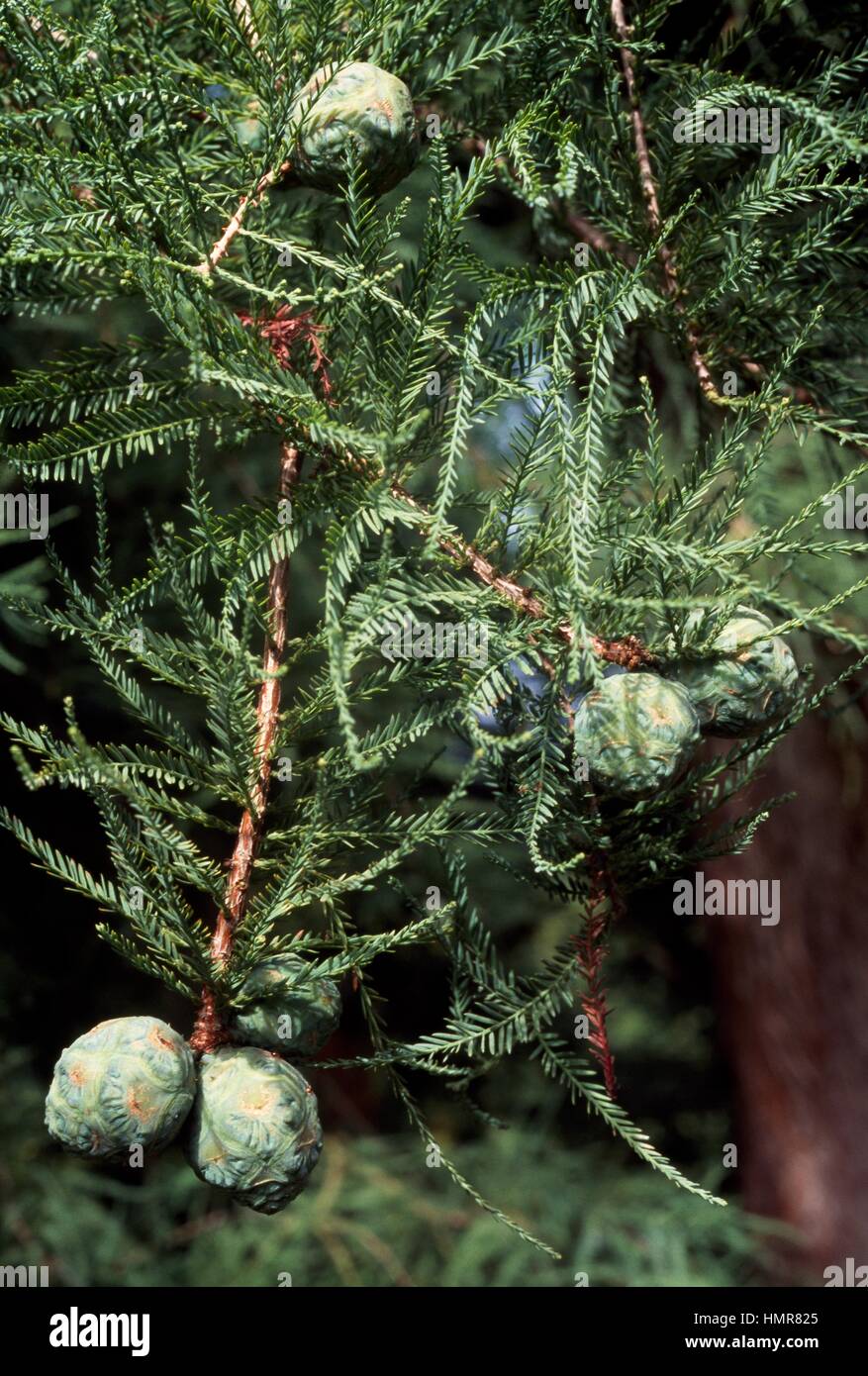 Bald cypress cone hi-res stock photography and images - Alamy