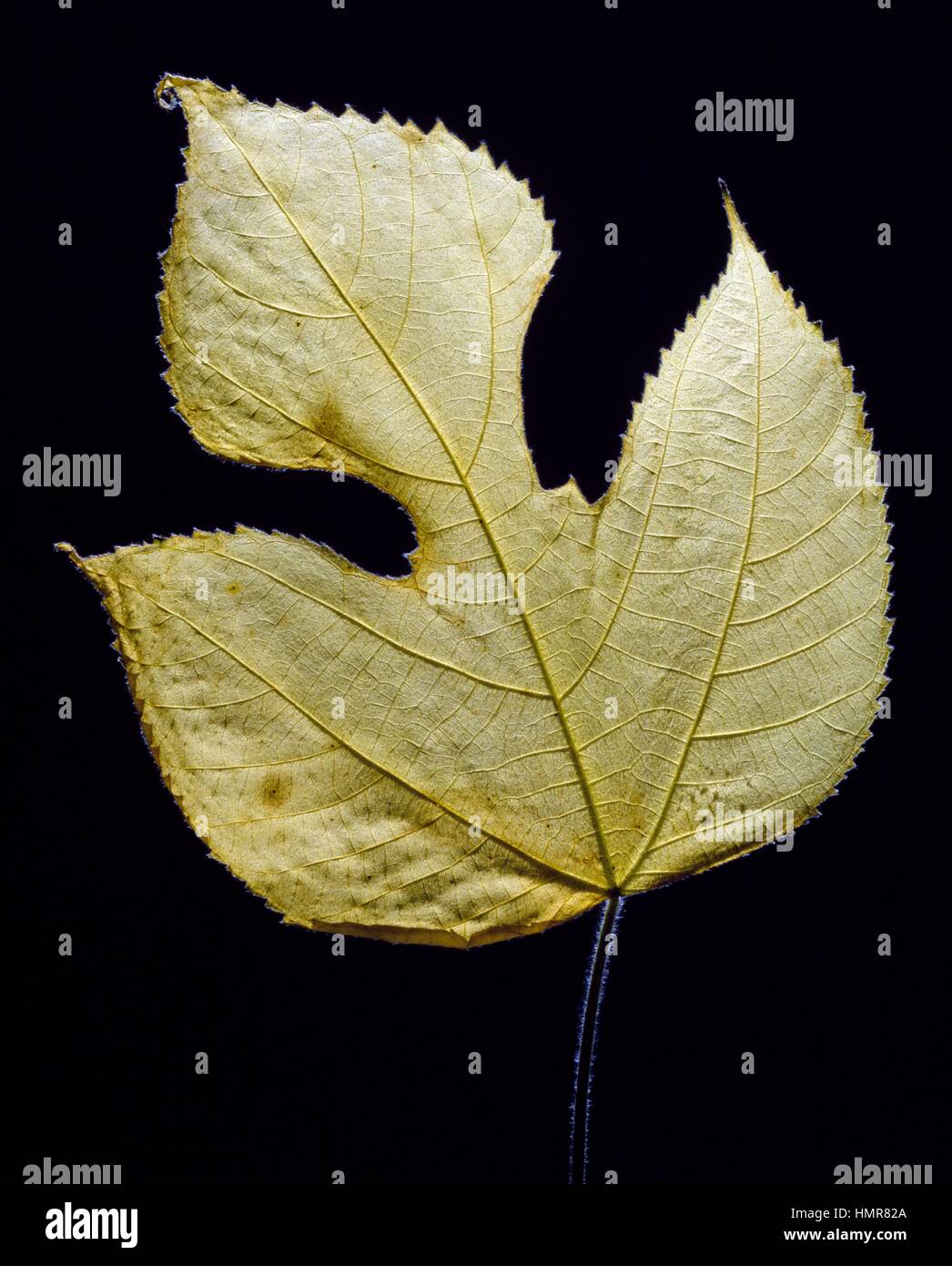 Paper Mulberry leaf (Broussonetia papyrifera), Moraceae Stock Photo - Alamy