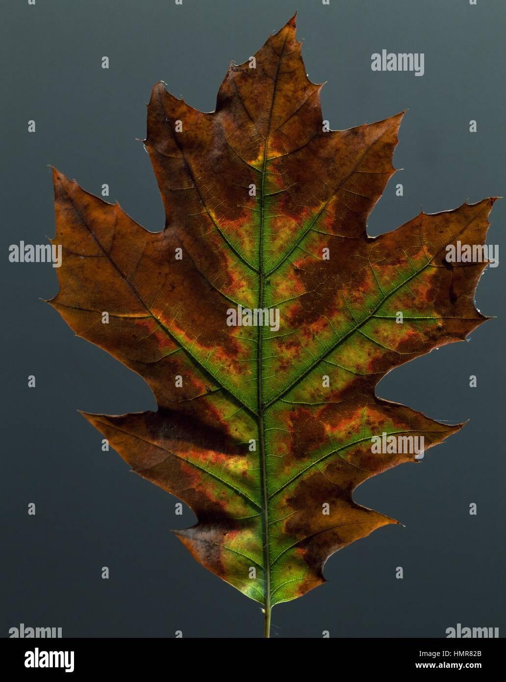 Red Oak leaf (Quercus rubra), Fagaceae Stock Photo - Alamy