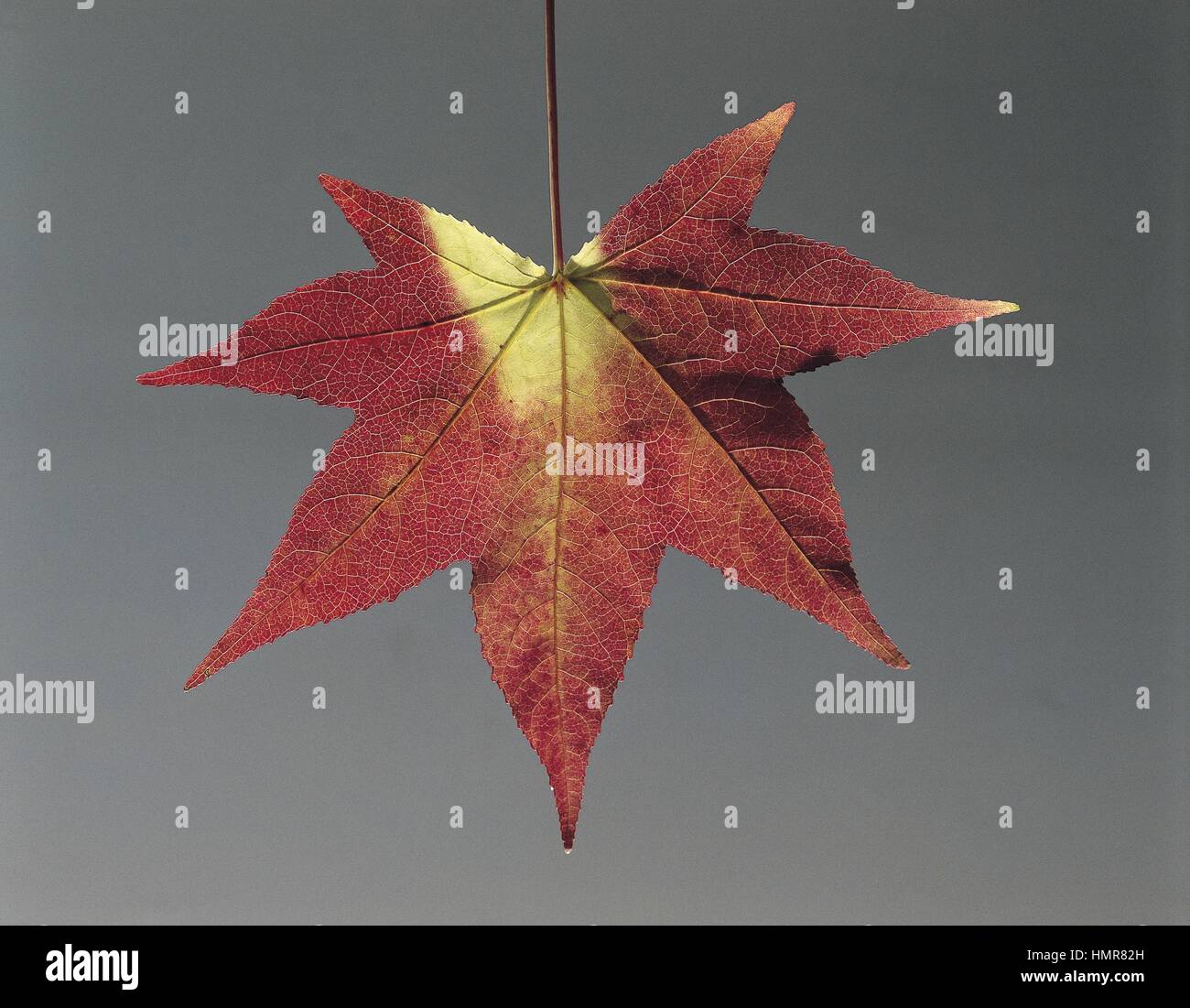 Botany - Trees - Aceraceae. Japanese maple (Acer palmatum). Leaf Stock ...