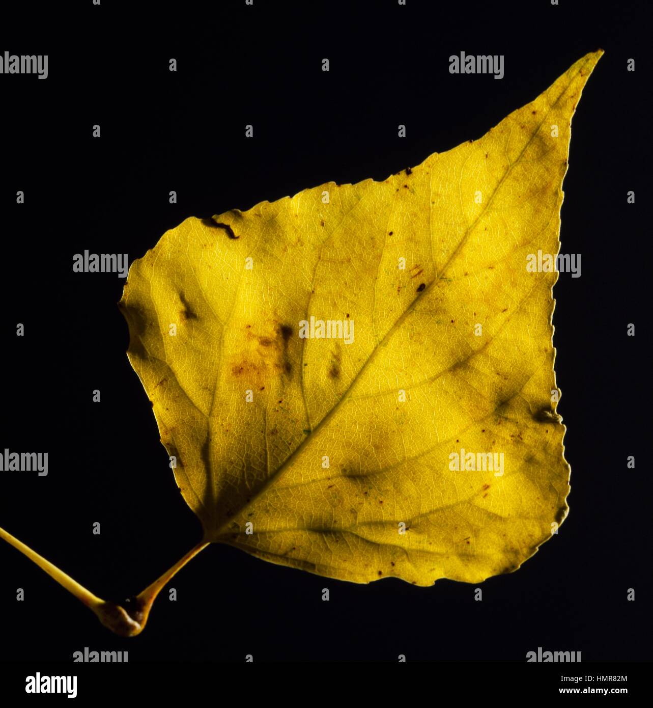 Black Poplar leaves (Populus nigra), Salicaceae Stock Photo - Alamy