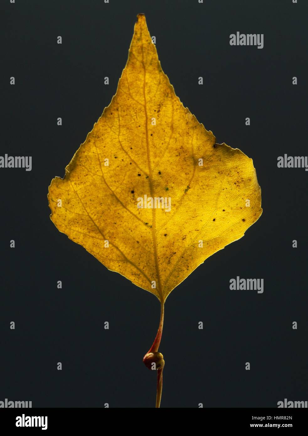 Black Poplar leaf (Populus nigra), Salicaceae Stock Photo - Alamy