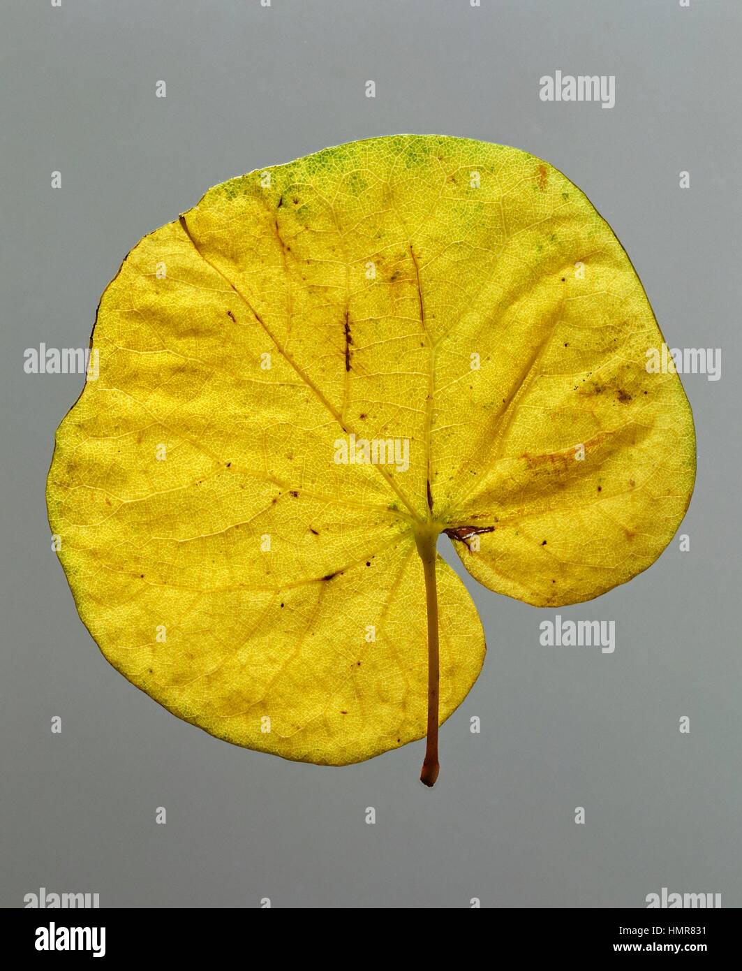 Judas tree leaves (Cercis siliquastrum), Fabaceae-Leguminosae Stock ...