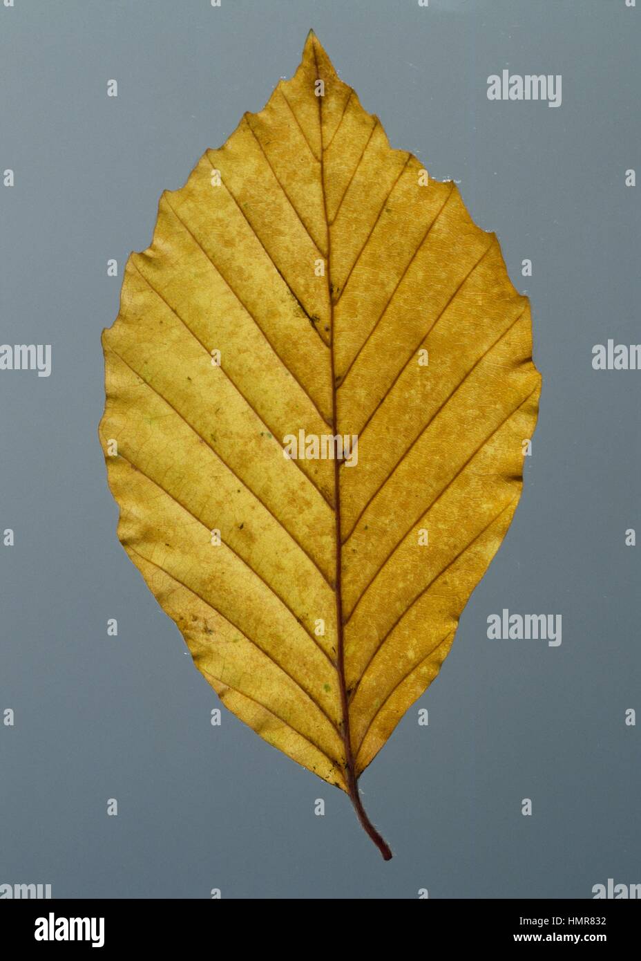 Witch Hazel leaf (Hamamelis virginiana), Hamamelidaceae Stock Photo - Alamy