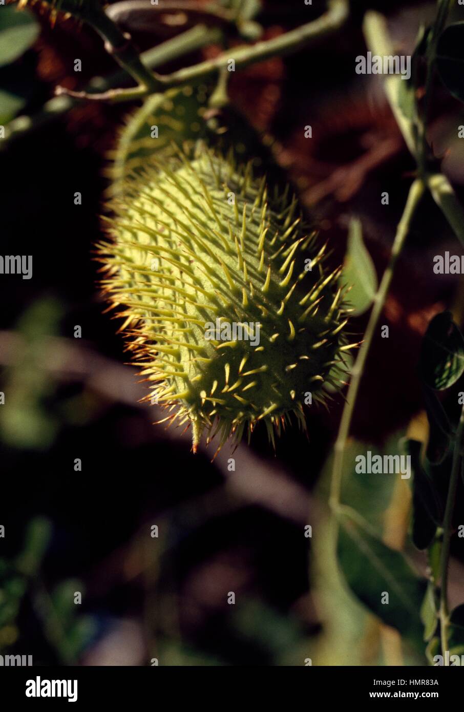 Caesalpinia major fruit, Fabaceae-Leguminosae Stock Photo - Alamy