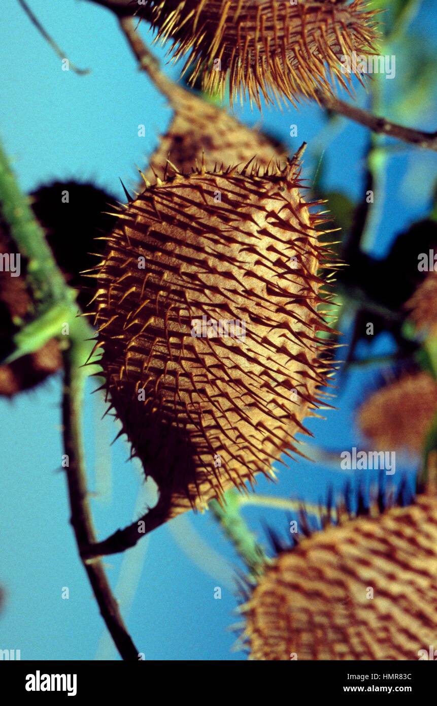 Caesalpinia major fruit hi-res stock photography and images - Alamy