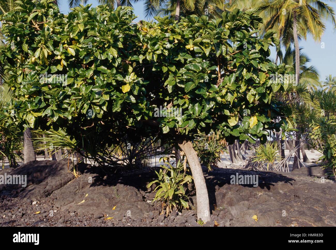 Indian Mulberry or Noni (Morinda citrifolia), Rubiaceae Stock Photo - Alamy