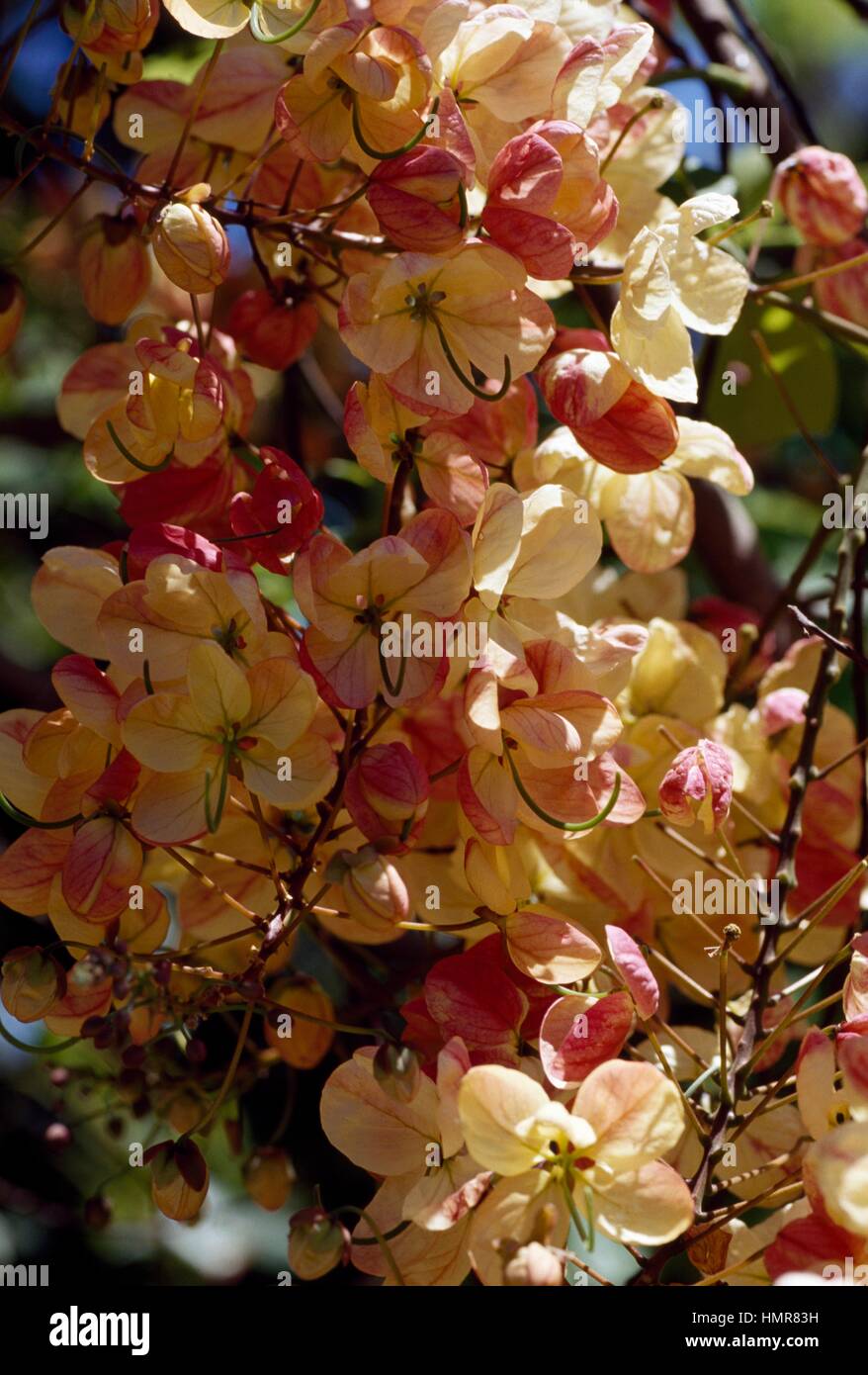 Flowering Uhiuhi (Caesalpinia kavaiensis), Fabaceae-Leguminosae Stock ...
