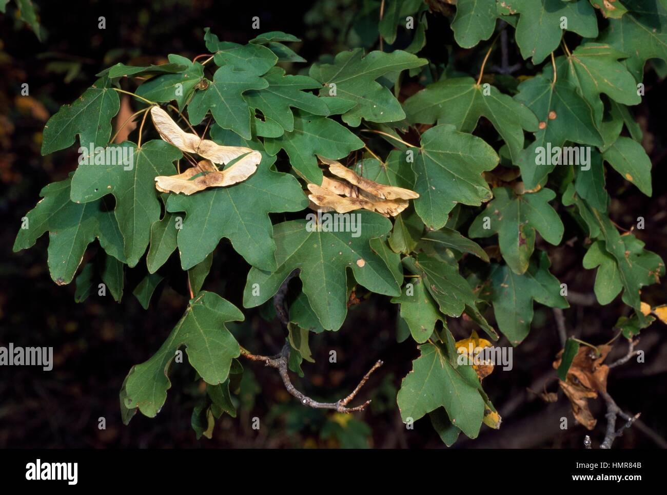 Field Maple leaves and seeds (Acer campestre), Aceraceae-Sapindaceae ...